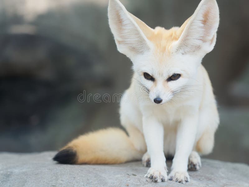 Fennecvos, Woestijnvos, of Vulpes Zerda Stock Afbeelding - Image of ...