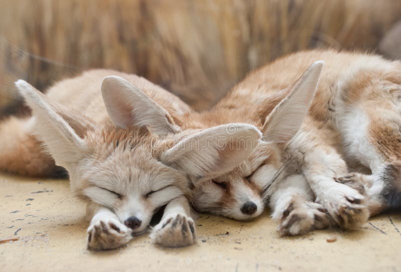 Groep Fennec-Vossen Marokko Stock Foto - Image of vleermuis, reusachtig ...