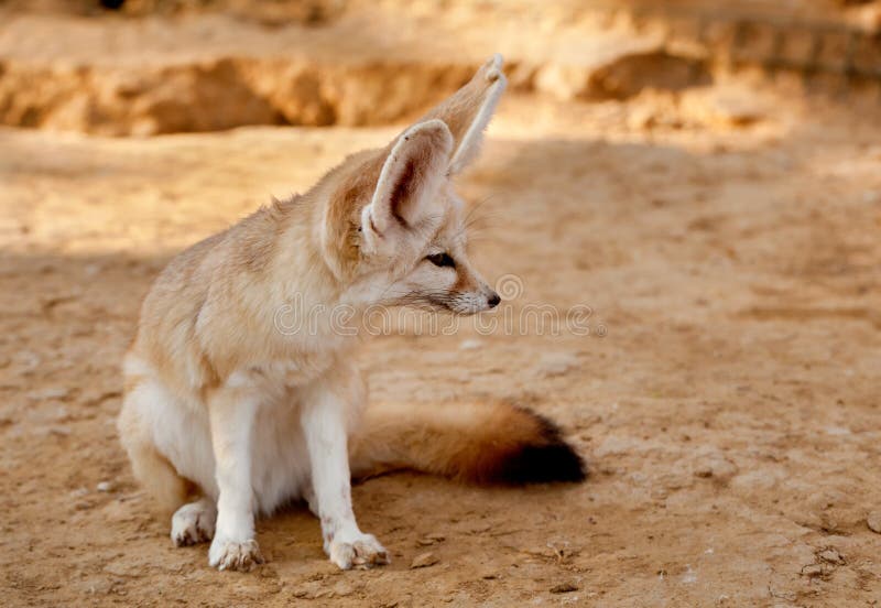 Fennec Fuchs stockbild. Bild von frontal, nahaufnahme - 1931709