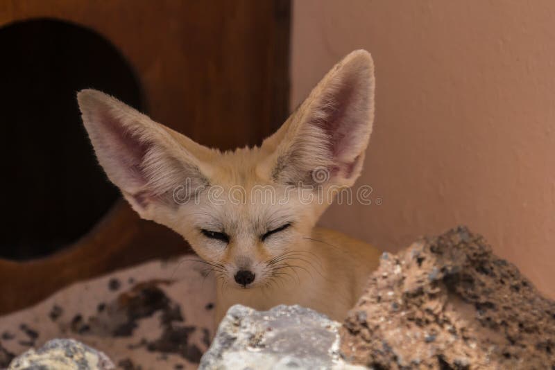 Fennek Stock Fotos - Freie & Royalty-Free Stock Fotos von Dreamstime