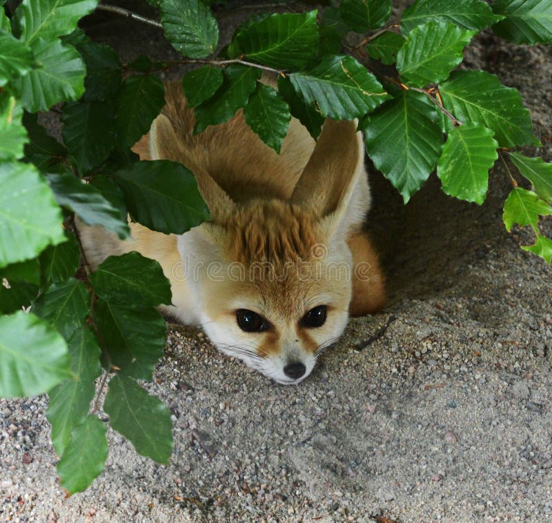 Fennek stock image. Image of fennek, autumn, july, trip - 36506015