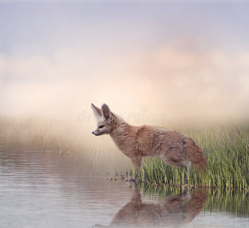 Fennek nahe Wasser stockfoto. Bild von wildnis, gras - 99916692
