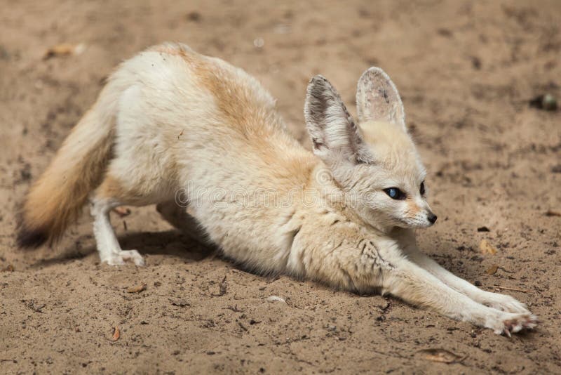 Fennek Vulpes zerda stockbild. Bild von wild, füchse - 93023055