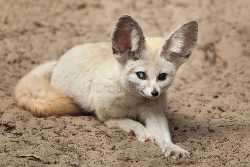 Fennek Vulpes zerda stockfoto. Bild von asiatisch, sand - 102735428