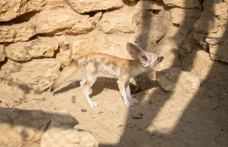 Fennec Fox (Vulpes zerda) stockfoto. Bild von nord, afrikanisch - 23599392