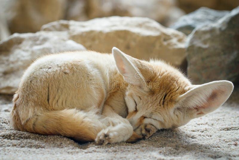 Fennec Fox (Vulpes zerda) stockfoto. Bild von nord, afrikanisch - 23599392