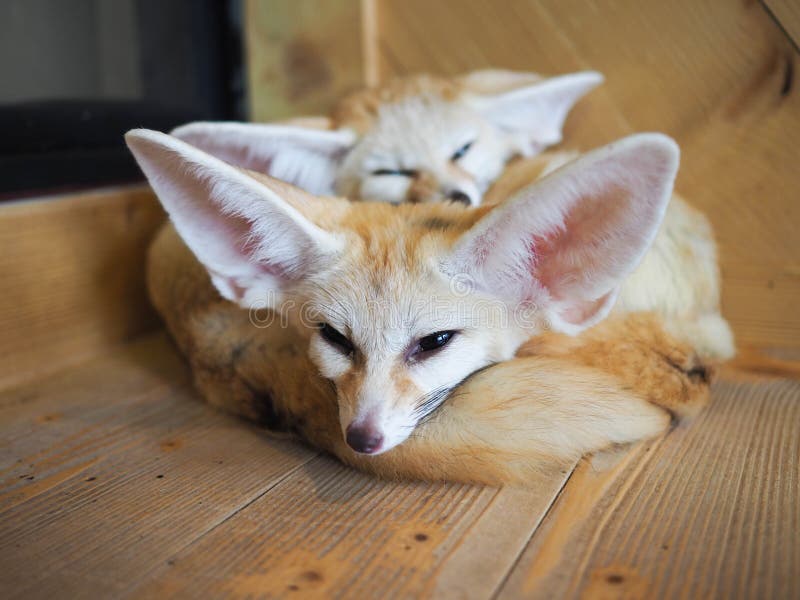 Fenneken Vulpes zerda stockbild. Bild von afrikanisch - 92859505