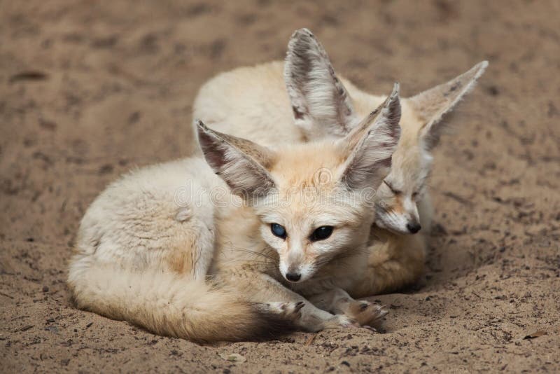 Fenneken Vulpes zerda stockbild. Bild von afrikanisch - 92859505