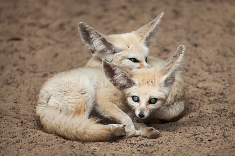 Fenneken Vulpes zerda stockbild. Bild von afrikanisch - 92859505