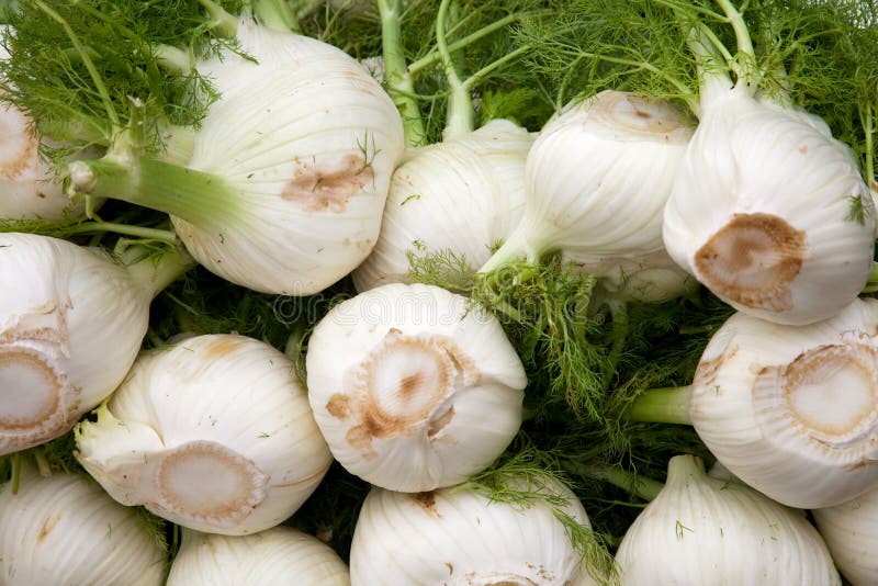 Fennel stock image. Image of cuisine, organic, fresh - 27695751