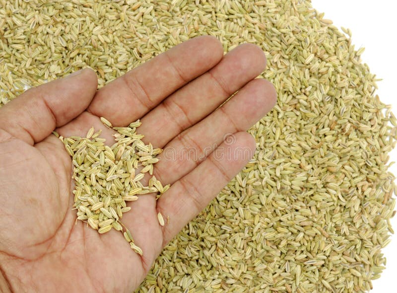 Fennel stock photo. Image of botanical, bunch, food, seed - 15370102