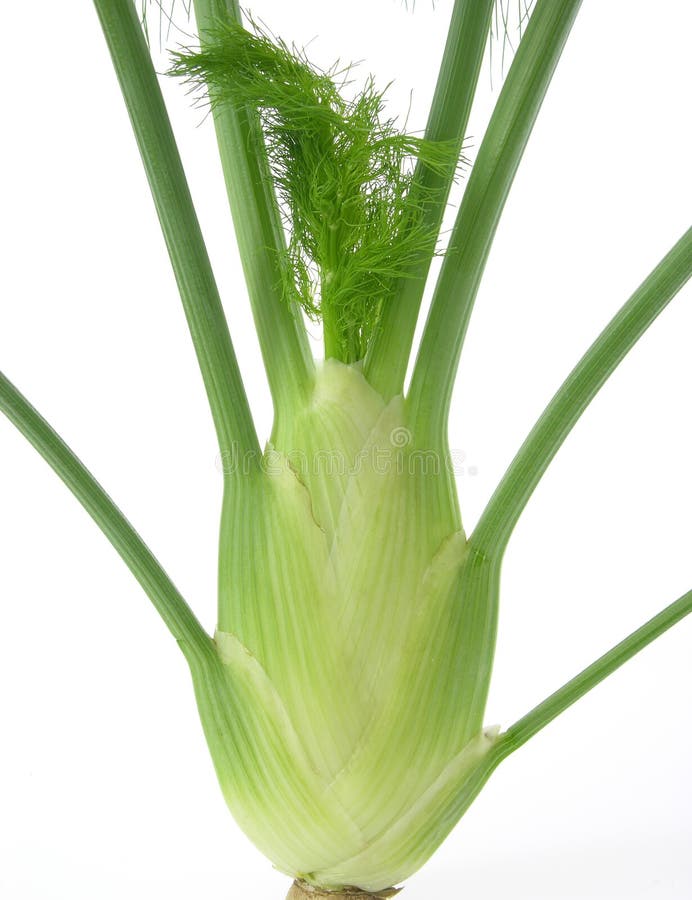 Fennel stock image. Image of organic, fennel, vegetable - 19265957