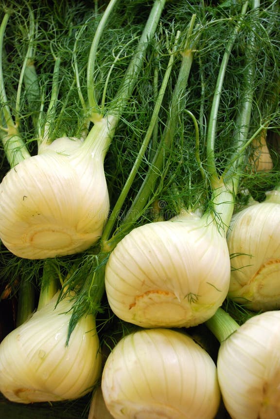 322 Fennel Flavored Stock Photos - Free & Royalty-Free Stock Photos ...