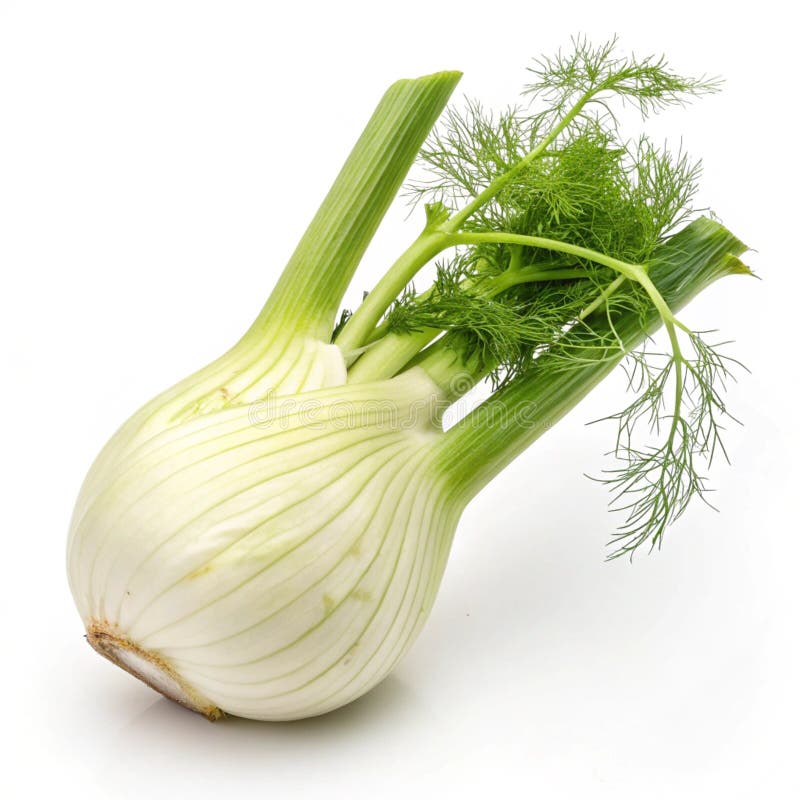 Fennel Bulb Isolated on White Background Stock Illustration ...