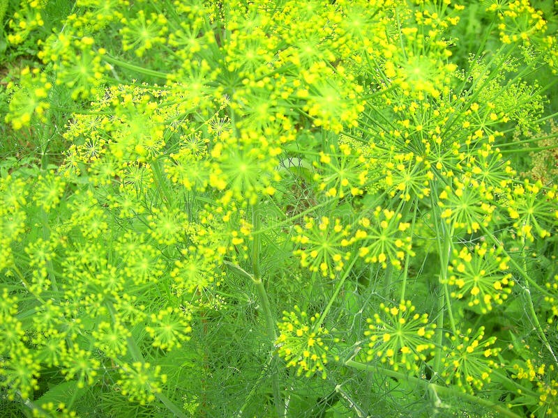 Fennel Flowers with Swarm of Small Flies Stock Image - Image of fennel ...