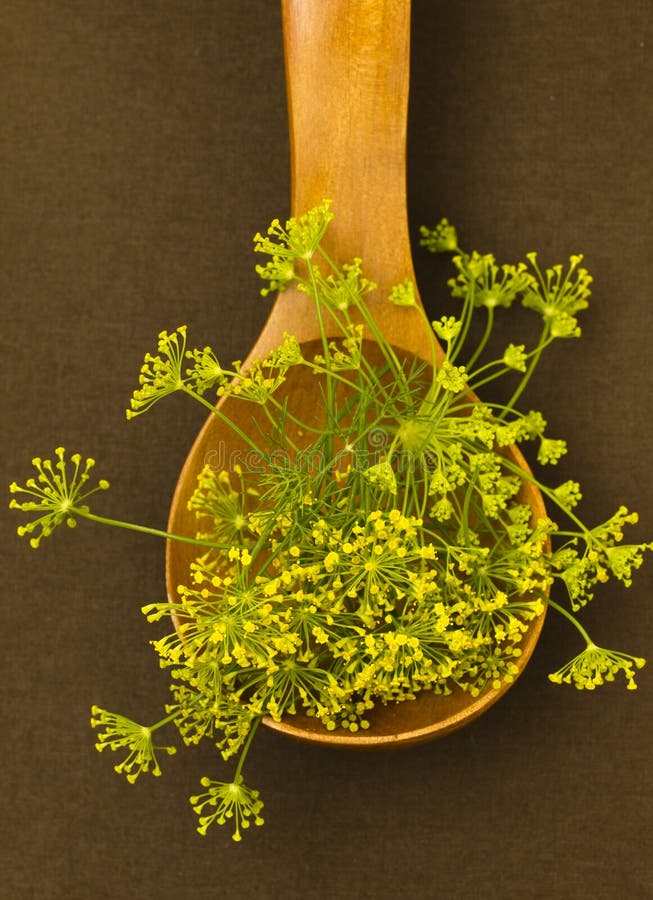 Fennel plant stock photo. Image of green, abstract, natural - 43072404