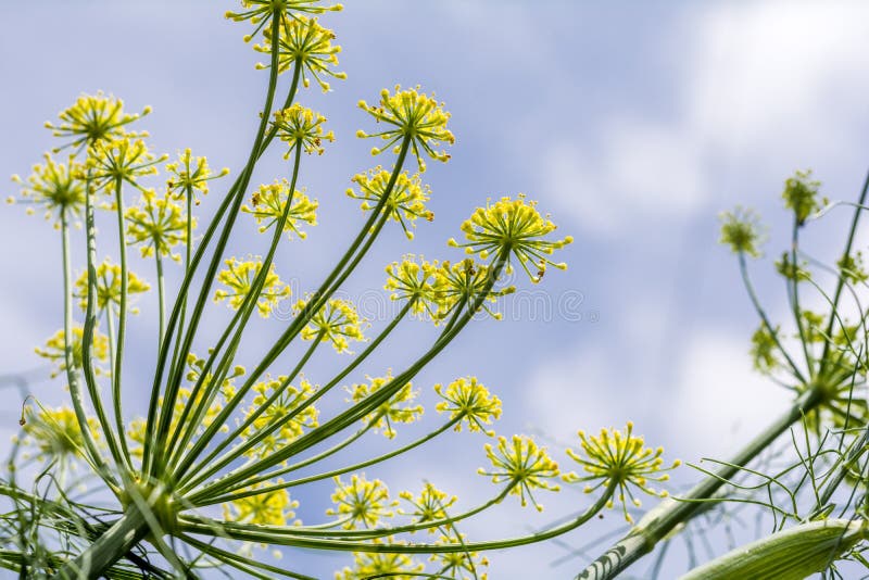 Fennel flowers stock photo. Image of food, fennel, grass - 67252026