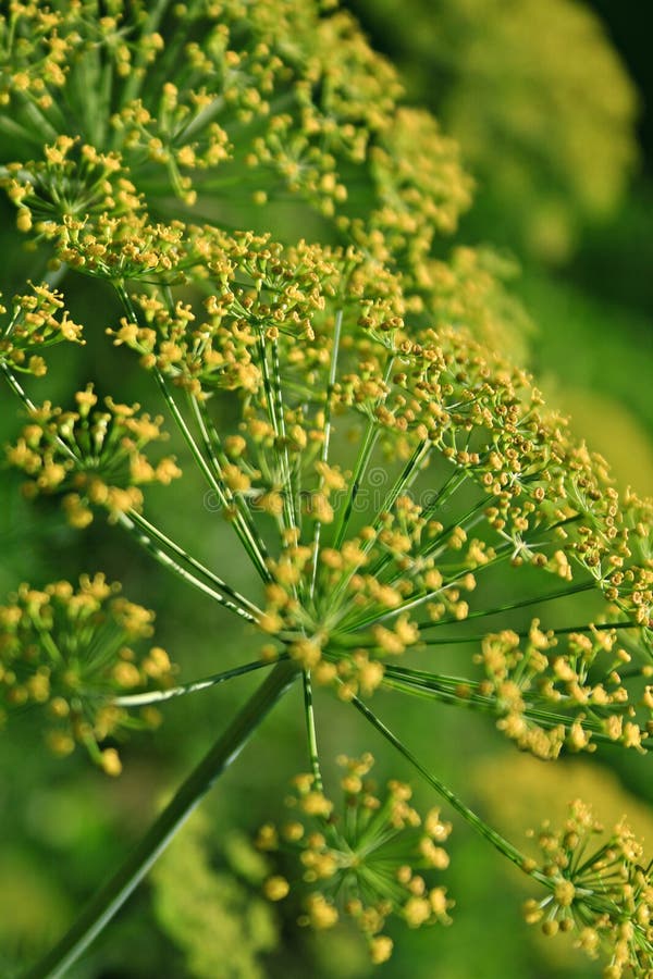 Fennel (Foeniculum Vulgare) Stock Image - Image of closeup, medicine ...