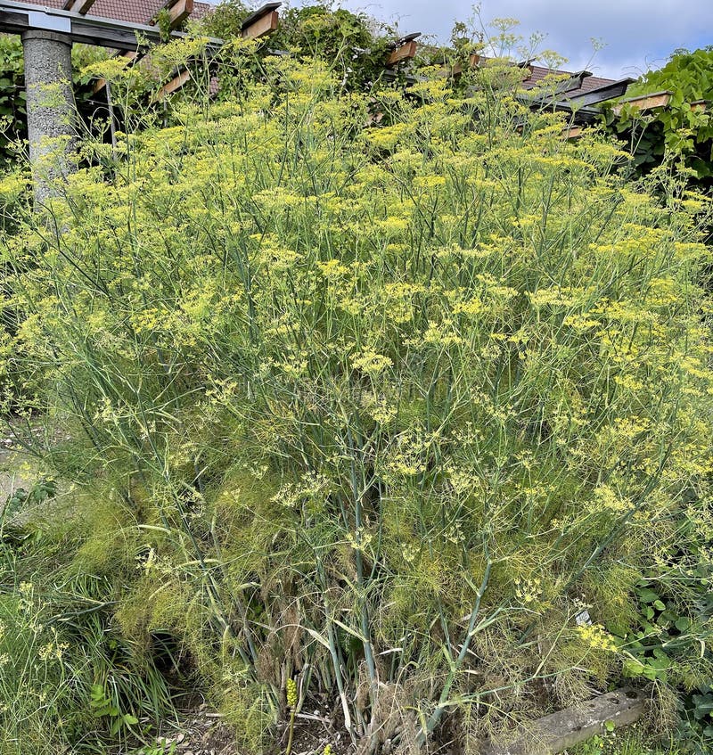 Fennel, Foeniculum Vulgare stock image. Image of herb - 240953971
