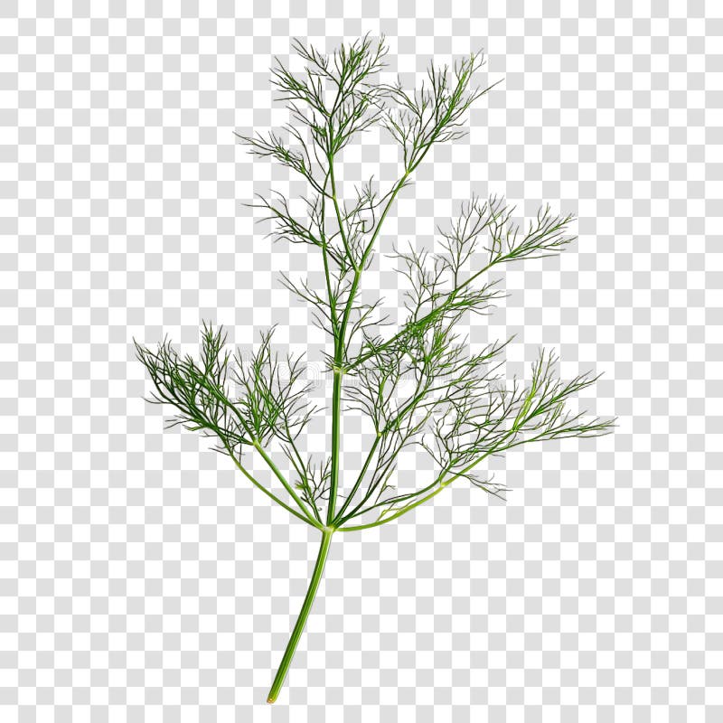 Fennel stock illustration. Illustration of botany, herbal - 341476165