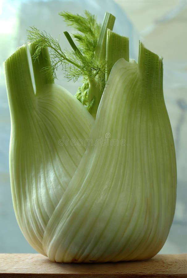 Fennel in the kitchen stock image. Image of close, uncooked - 2552505