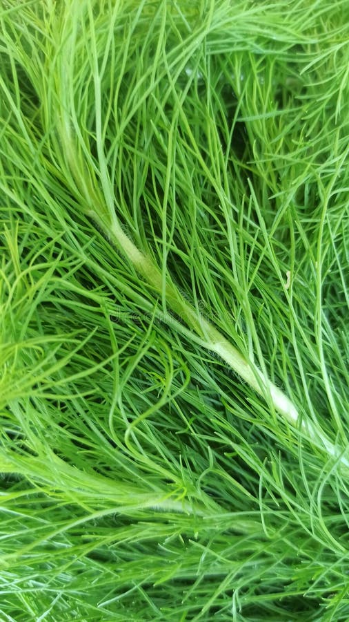 Fennel Leaves are Full of Green Color Stock Image - Image of fennel ...