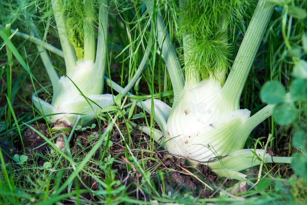 Fennel in the Middle of the Earth Stock Image - Image of chicory ...