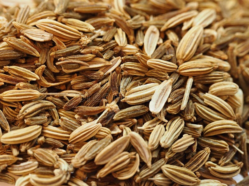 Fennel stock image. Image of pile, spice, natural, group - 57207803