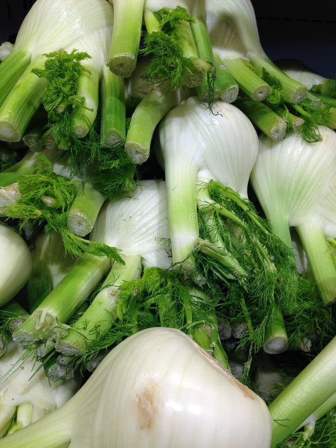 Fennel stock image. Image of fresh, fennels, fennel, healthy - 83904655