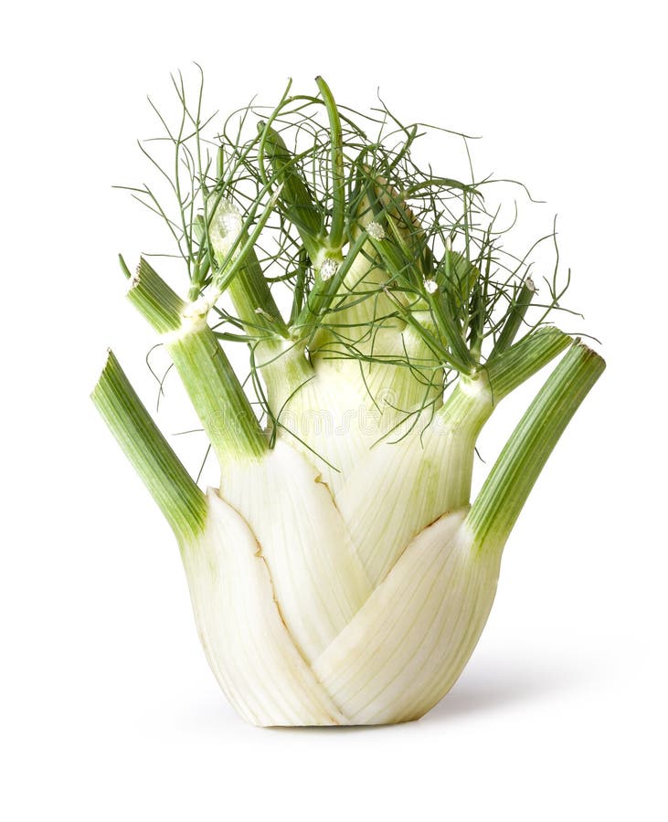 Fennel root stock photo. Image of freshness, vegetarian - 62030428