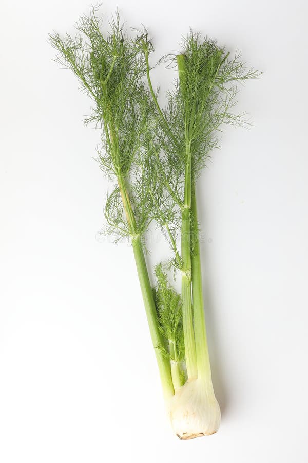 Fennel root leaf herb stock photo. Image of ingredient - 82714912