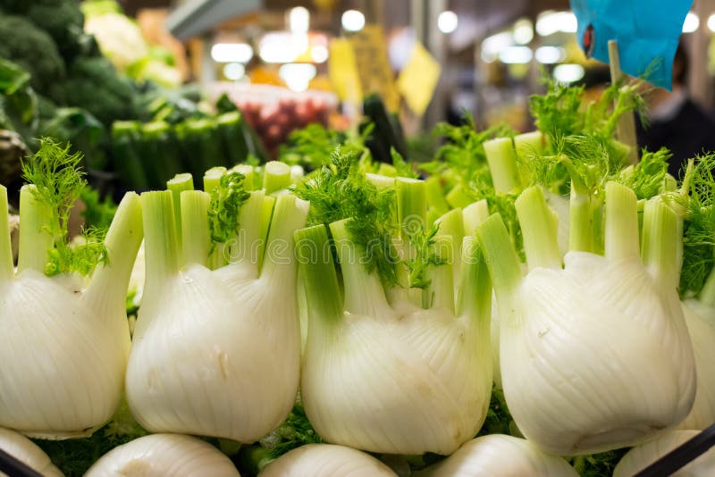 Fennel roots stock photo. Image of market, organic, food - 62634446