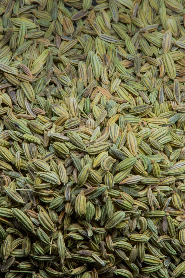 Fennel Seed Close Up with Gradient Light Stock Image - Image of food ...