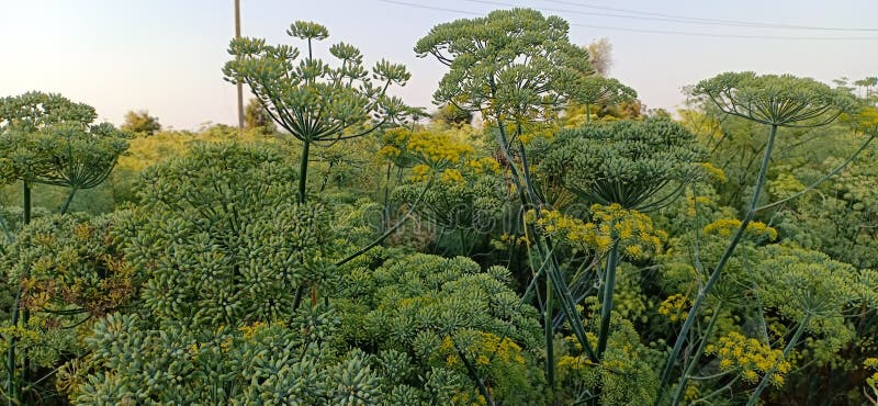 Variyal Tree Stock Photos - Free & Royalty-Free Stock Photos from ...