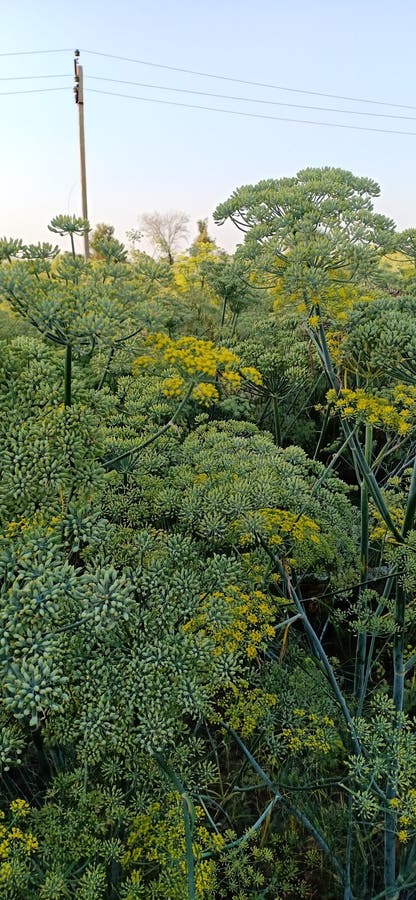 Variyal Stock Photos - Free & Royalty-Free Stock Photos from Dreamstime