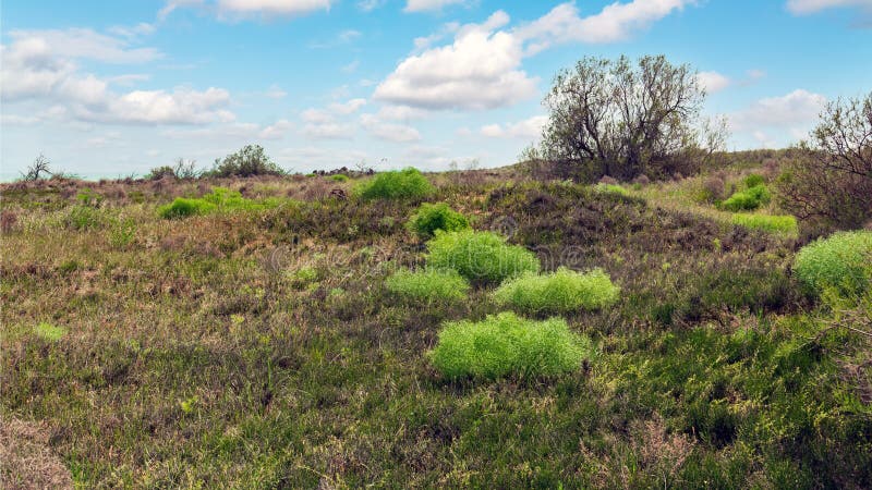 Fennel Shrubs in the Steppe Stock Photo - Image of summer, flora: 216924902
