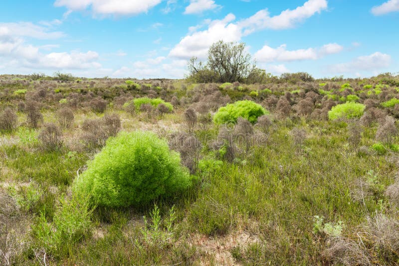 Fennel Shrubs in the Steppe Stock Image - Image of grassland, bright ...