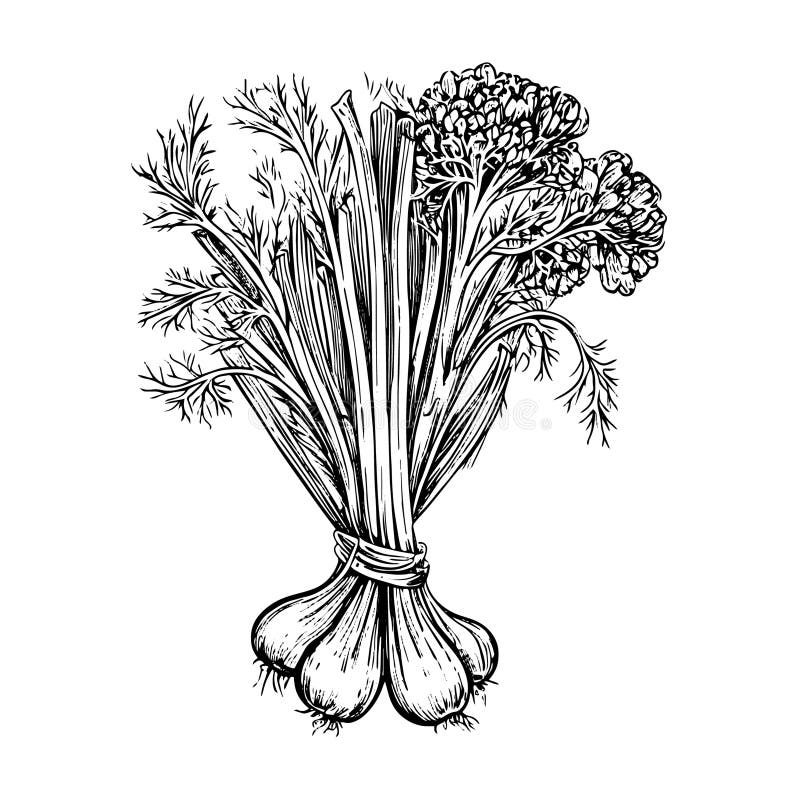 Fennel Vector Drawing. Isolated Hand Drawn Object, Engraved Style ...