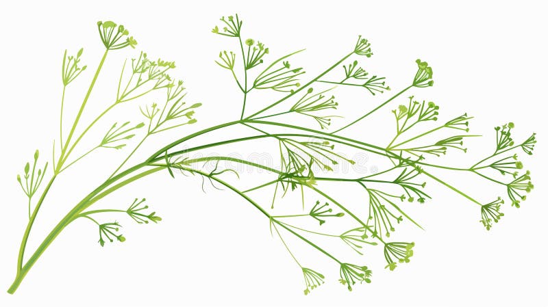 Fennel Vector Illustration on White Background for Culinary Designs ...