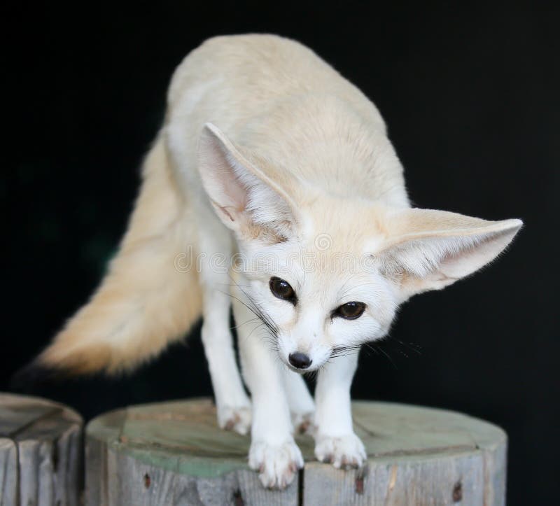 Fennic Desert Fox with Large Ears Stock Photo - Image of ears, nature ...