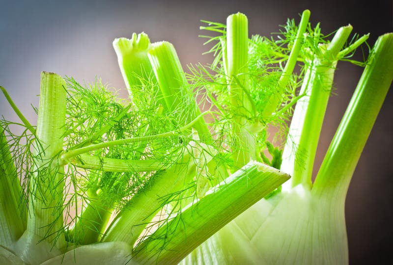 Fenouil photo stock. Image du cuisine, agriculture, fenouil - 23269662