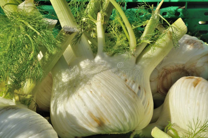 Fenouil photo stock. Image du culinaire, blanc, cuisine - 16905966