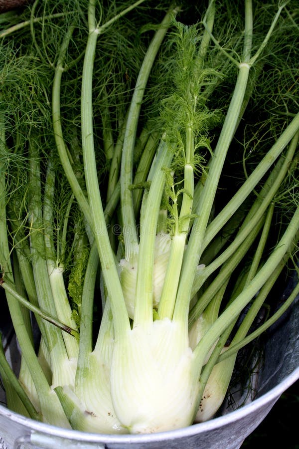 Fenouil - anis photo stock. Image du frais, organique - 6165768