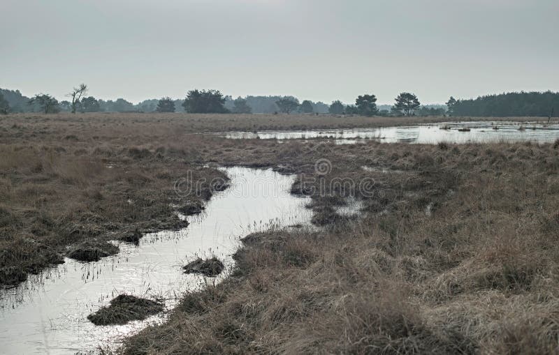Wide Plain with Tall Yellow Grass and Frozen Fen. Stock Image - Image ...