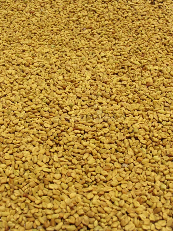 Fenugreek Methi Crop is Ready in Indian Fields Stock Image - Image of ...