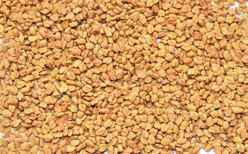 Fenugreek Seed (Methi Dana) Culinary Herb Spice Top View Background ...