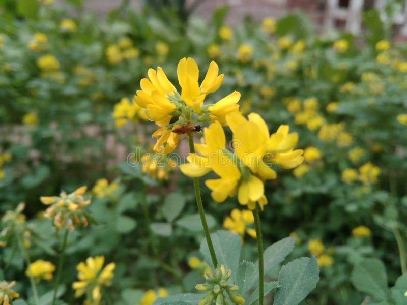 Fenugreek Yellow flower stock image. Image of flower - 272154865
