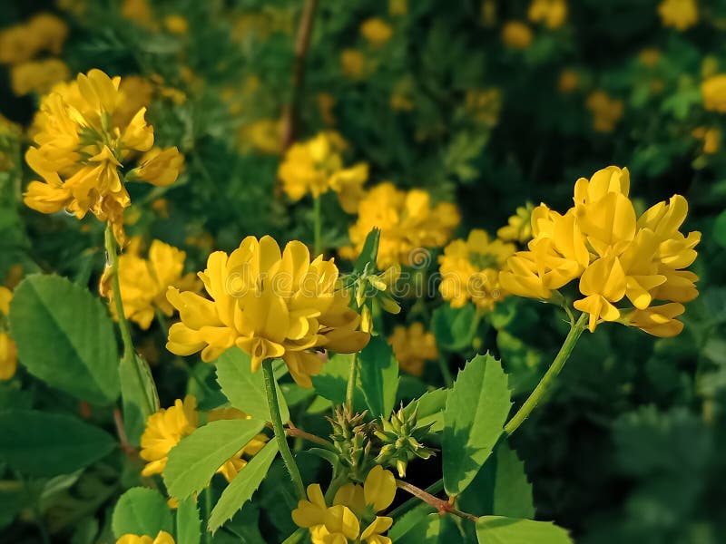 Fenugreek yellow flowers stock image. Image of natural - 174951665
