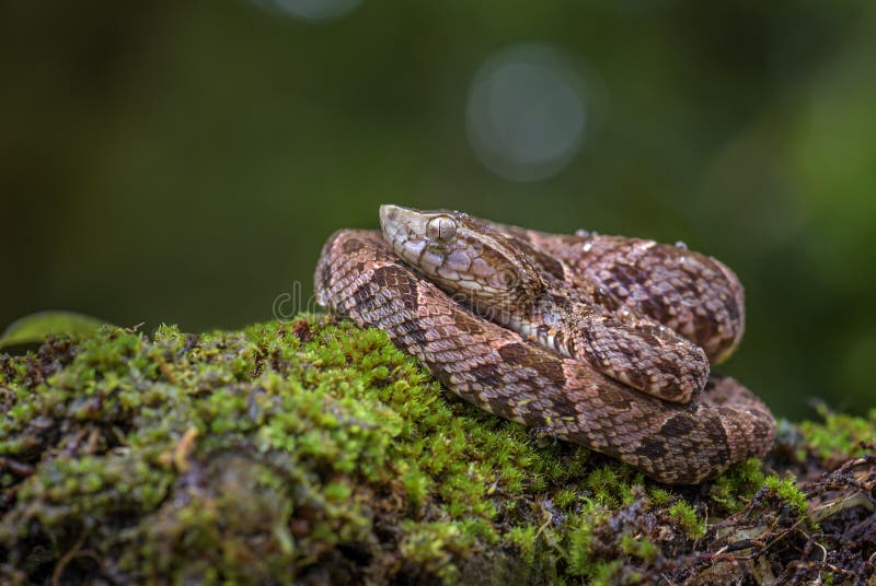 Bothrops atrox imagem de stock. Imagem de brasil, fauna - 217896311