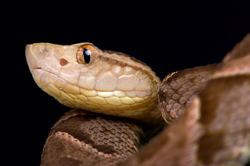 Fer-de-Lance Bothrops Asper Stock Image - Image of bites, honduras ...